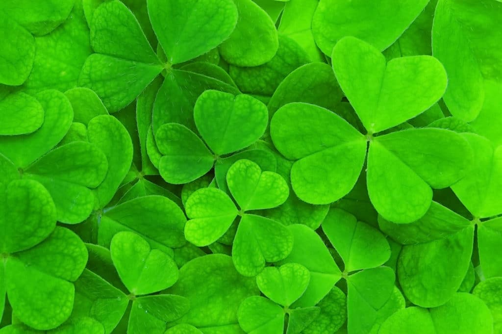 background from green clover leaf - Calorie Control Council background from green clover leaf - Calorie Control Council