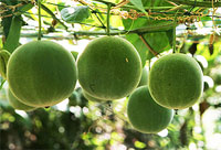 Monk Fruit